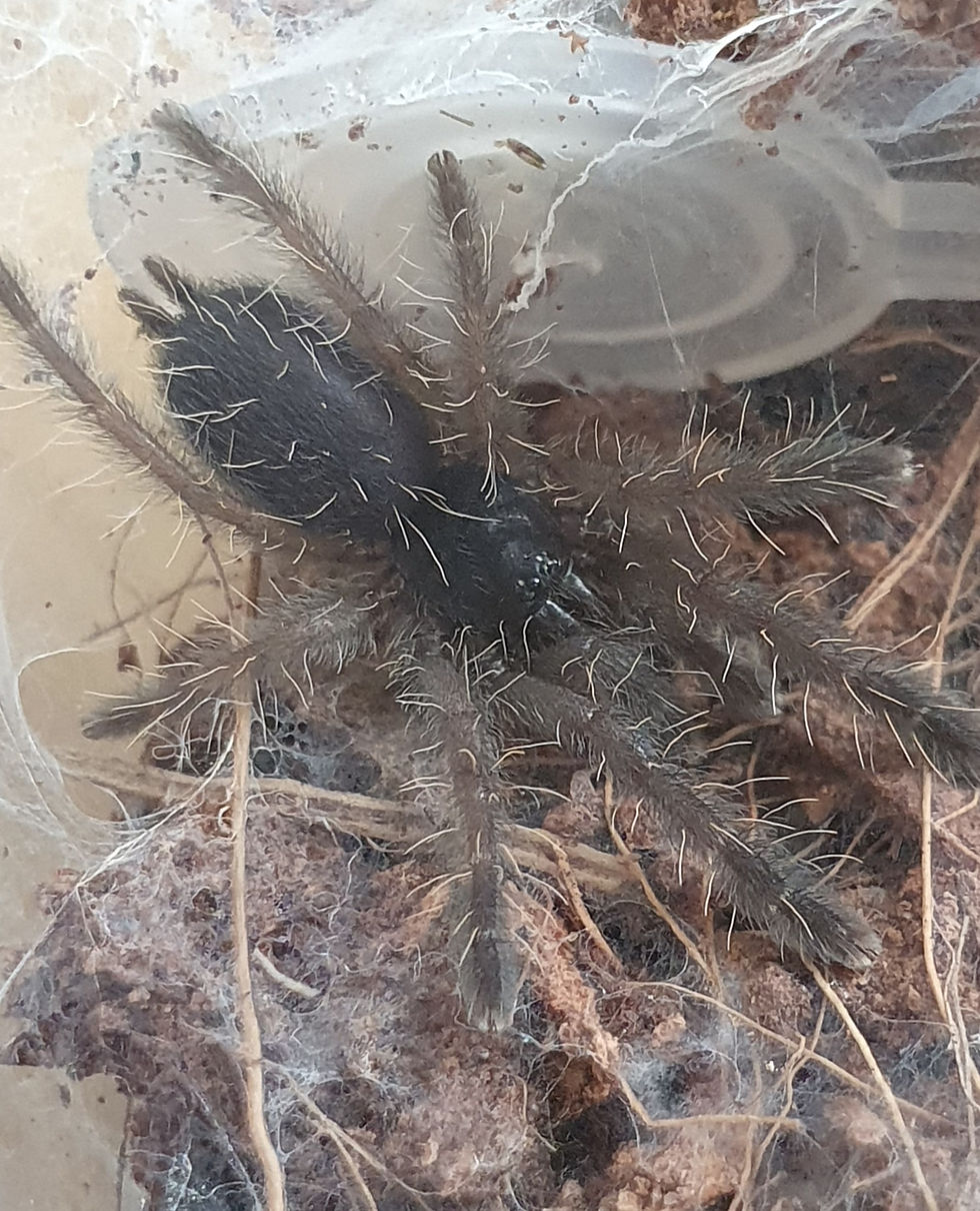 Phormingochilus Sp Rufus (Java Tree Tiger) | antsonarock