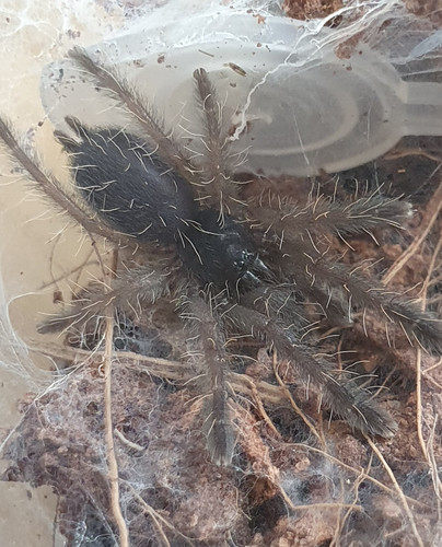 Phormingochilus Sp Rufus (Java Tree Tiger) | antsonarock