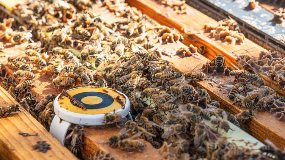 Technology in Apiculture: Revolutionizing Beekeeping for a Sustainable ...