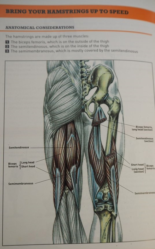 WHAT DO YOU KNOW ABOUT HAMSTRING TRAINING? 🤔
