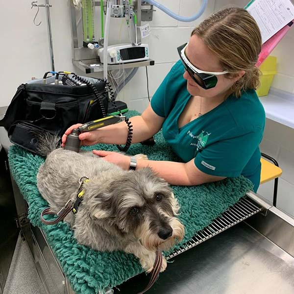 Animal Physiotherapy