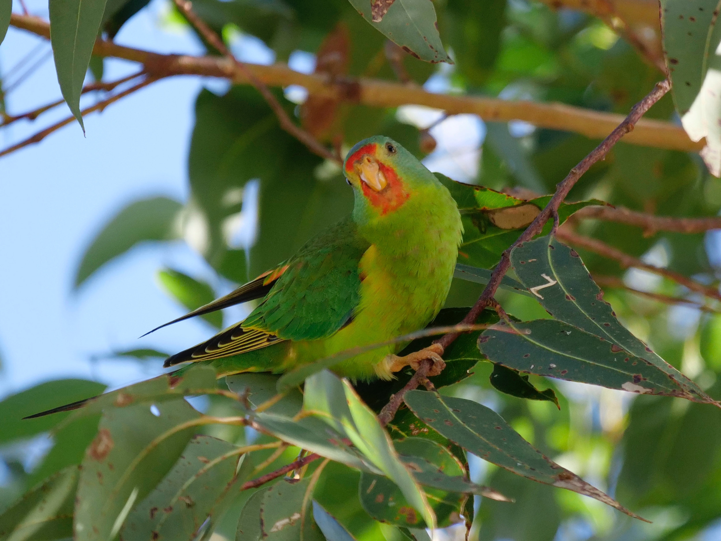 Swift Parrots on Raymond Island | Gippsland Environment Group