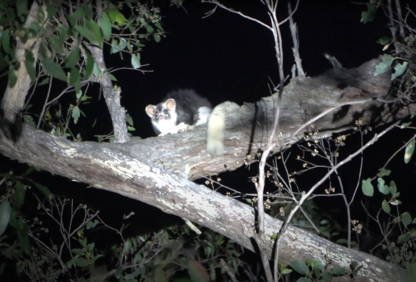 VFA threatened species surveys | Gippsland Environment Group