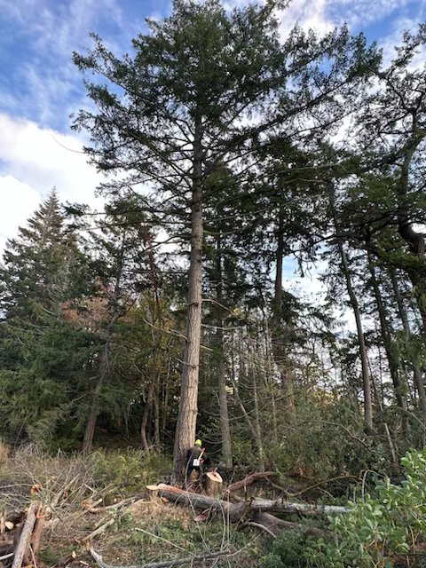 Tomahawk Tree Service Ltd. | Photo Gallery