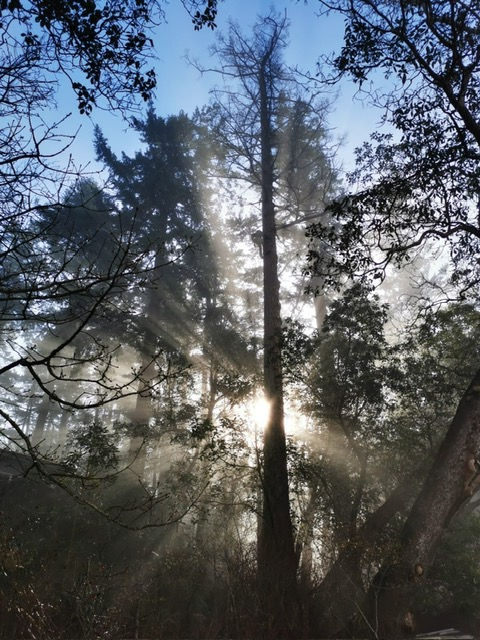 Tomahawk Tree Service Ltd. | Photo Gallery