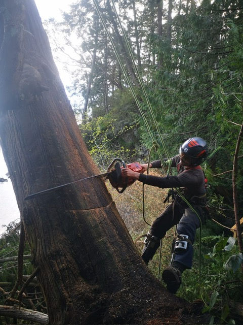 Tomahawk Tree Service Ltd. | Photo Gallery