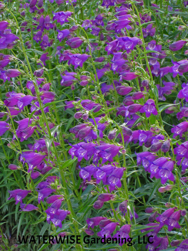 Penstemon: Royalty of Our Western Wildflowers
