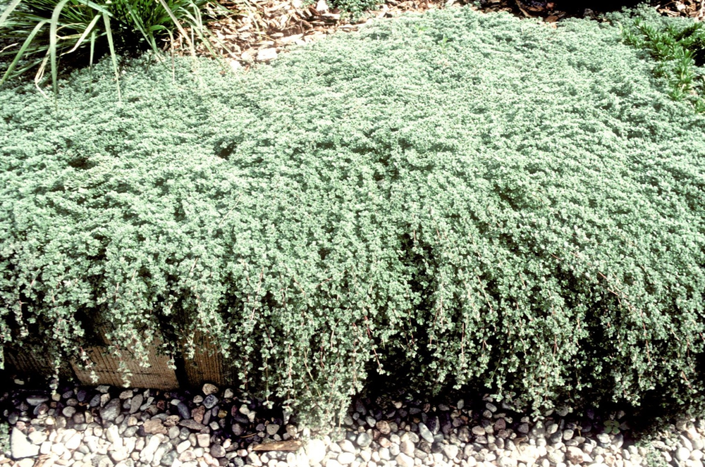Groundcovers in the Xeric Garden