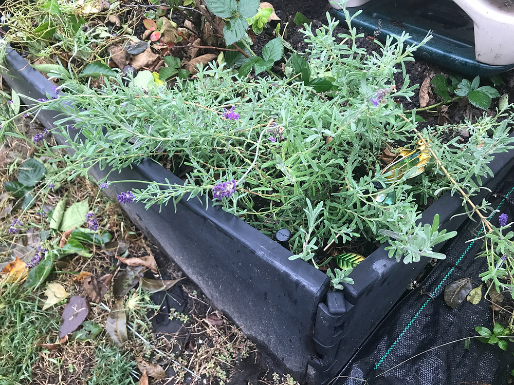 One Way to Use Extra Herbs