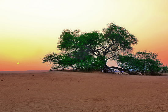 Bahrain: The Misterious Tree of Life