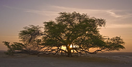 Bahrain: The Misterious Tree of Life