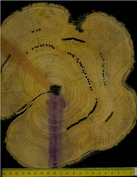 ¿Sabes qué es la Dendrocronología?