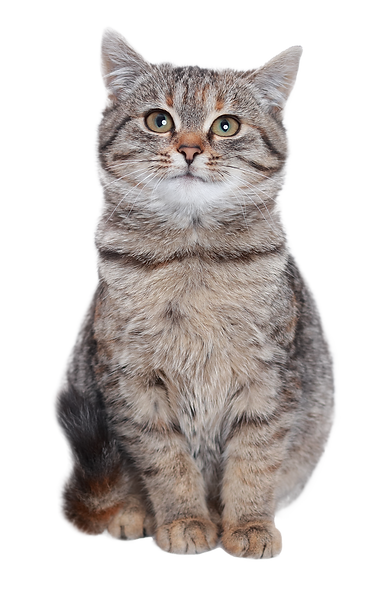 Blissful Cat Behavior Consulting | Cat Behavioral Therapist