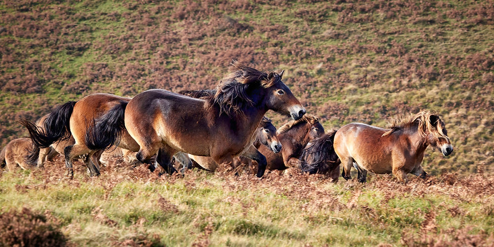 EXMOOR PONIES | Shaun Barr
