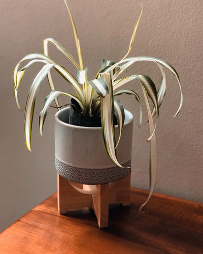 Maceta con base armable | Inicio