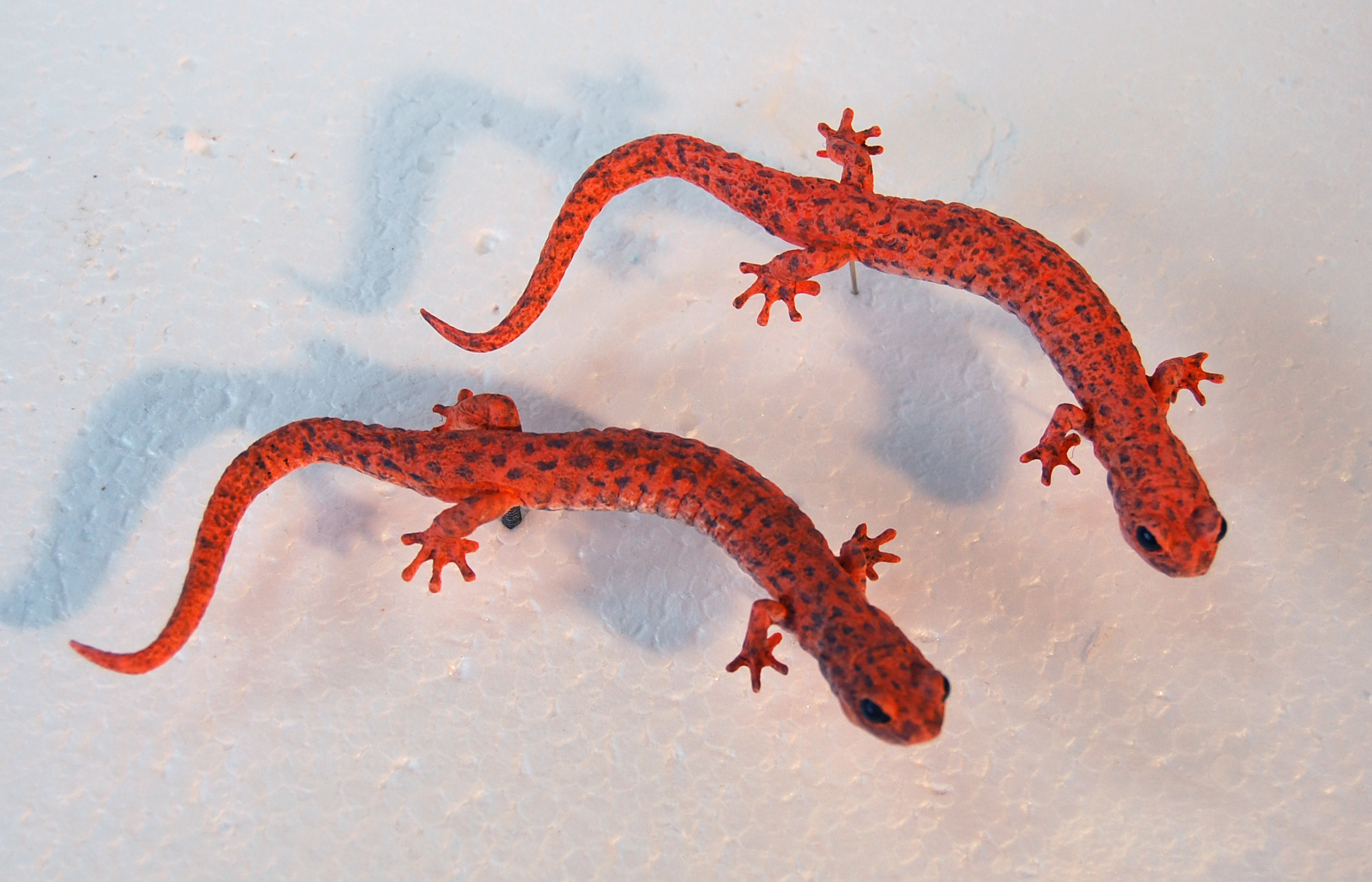 Pangaea Designs, Reptiles and Amphibians