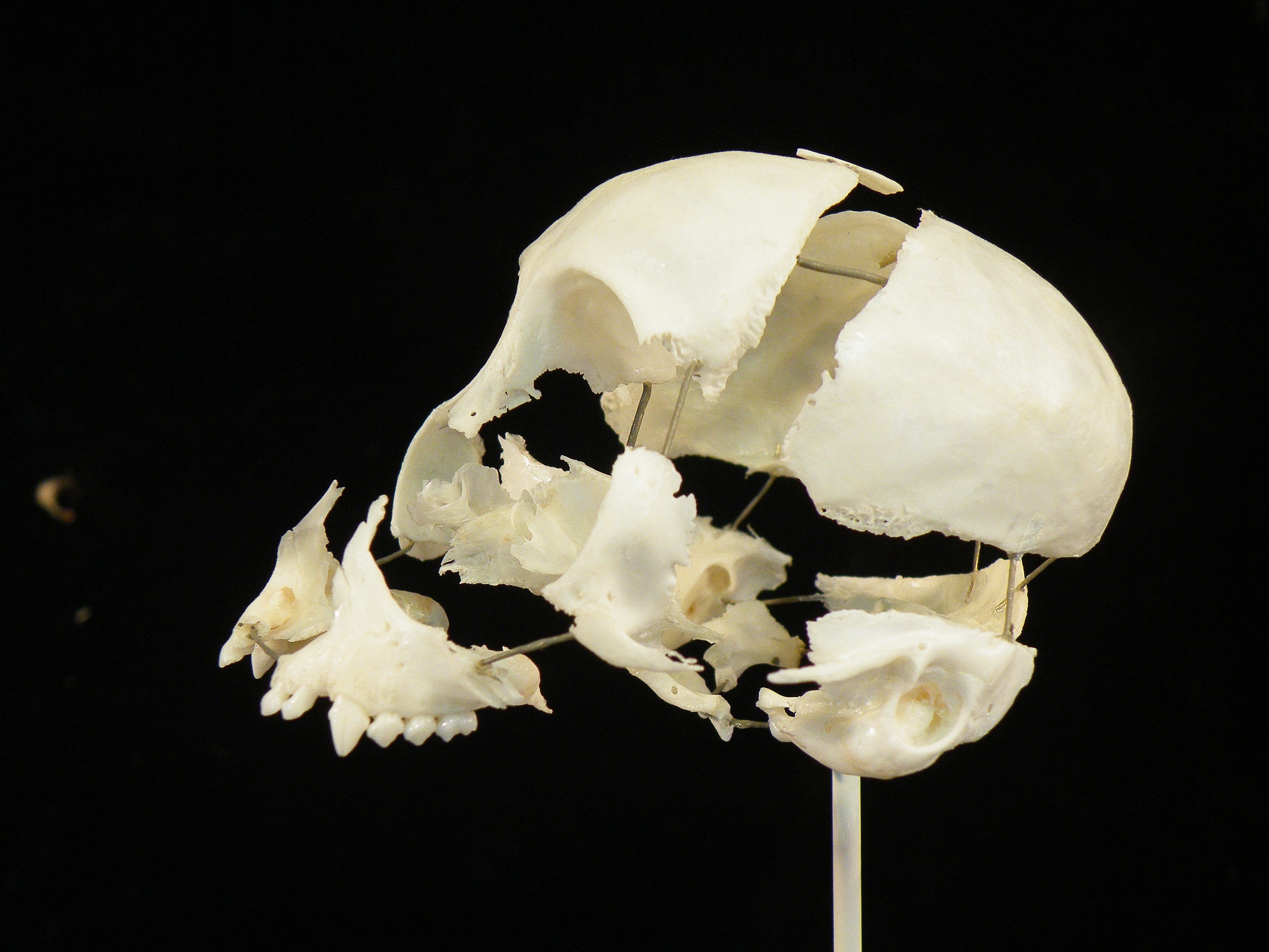 Pangaea Designs, Mammals