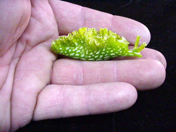 Pangaea Designs, Invertebrates