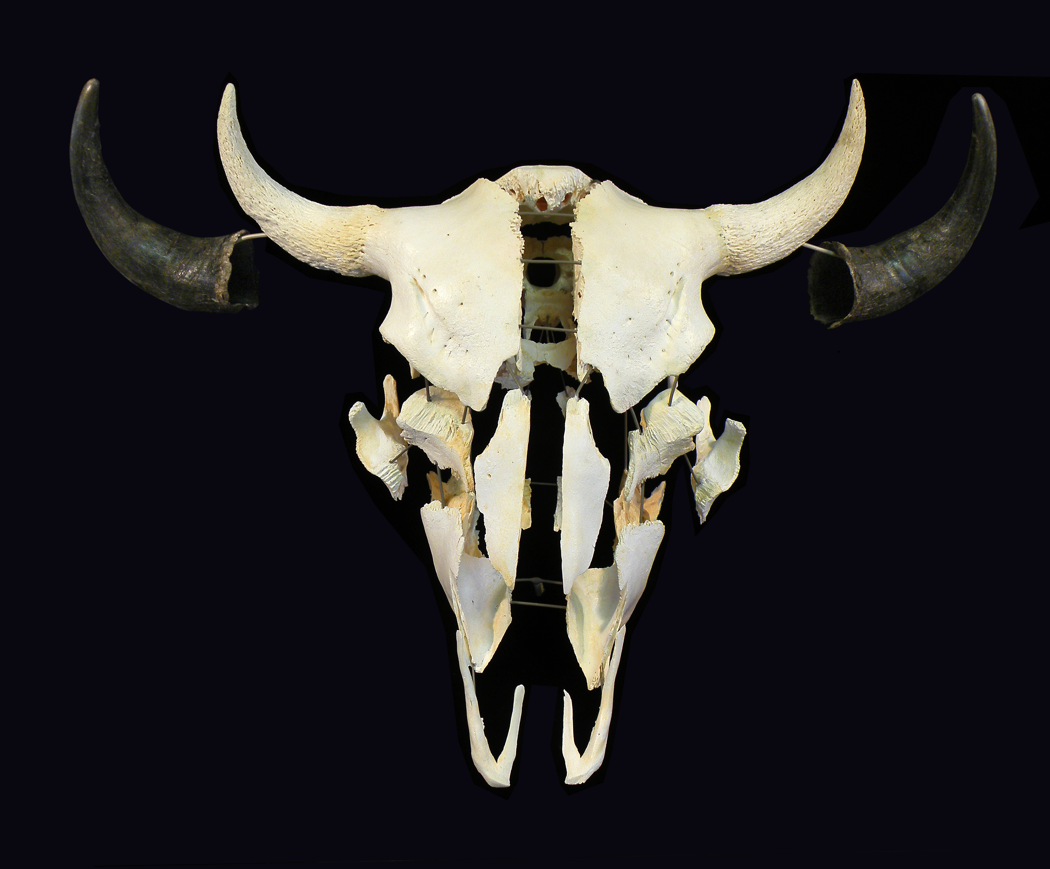 Pangaea Designs, Mammals