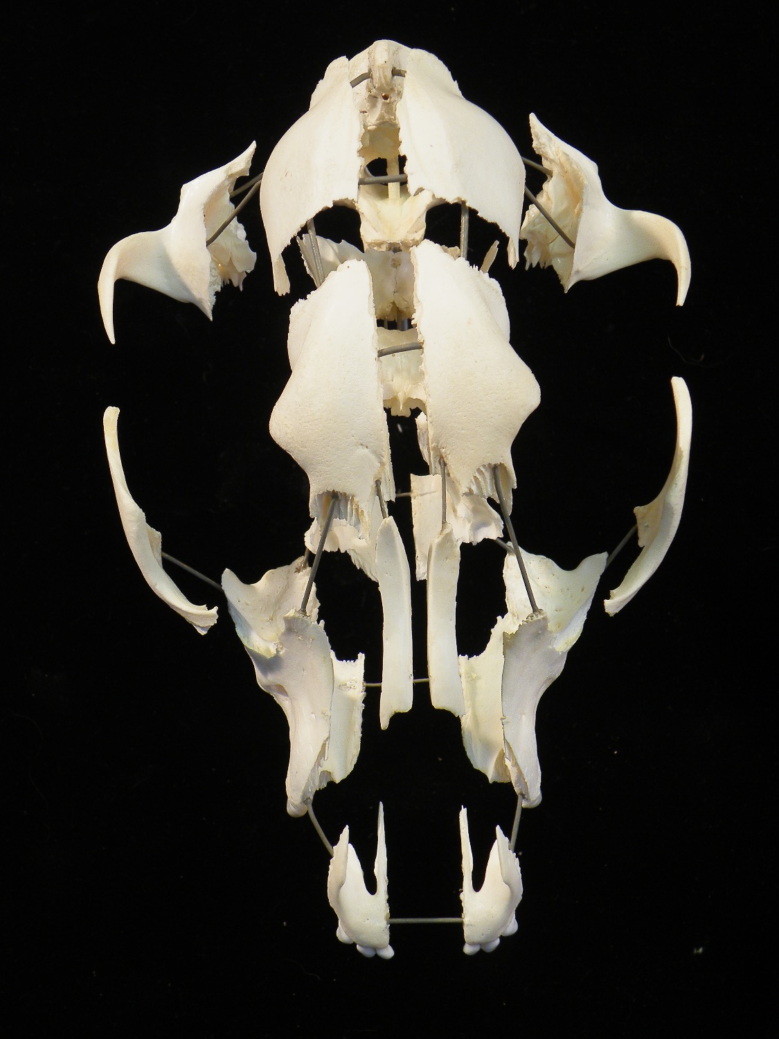 Pangaea Designs, Mammals