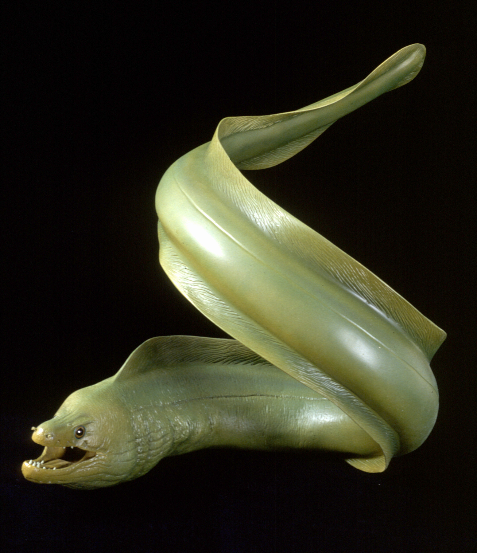 Pangaea Designs, Fish