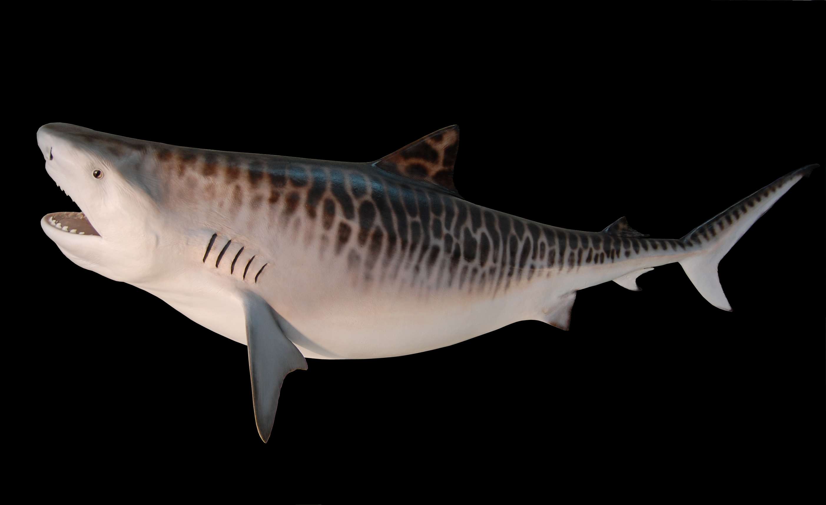 Pangaea Designs, Fish