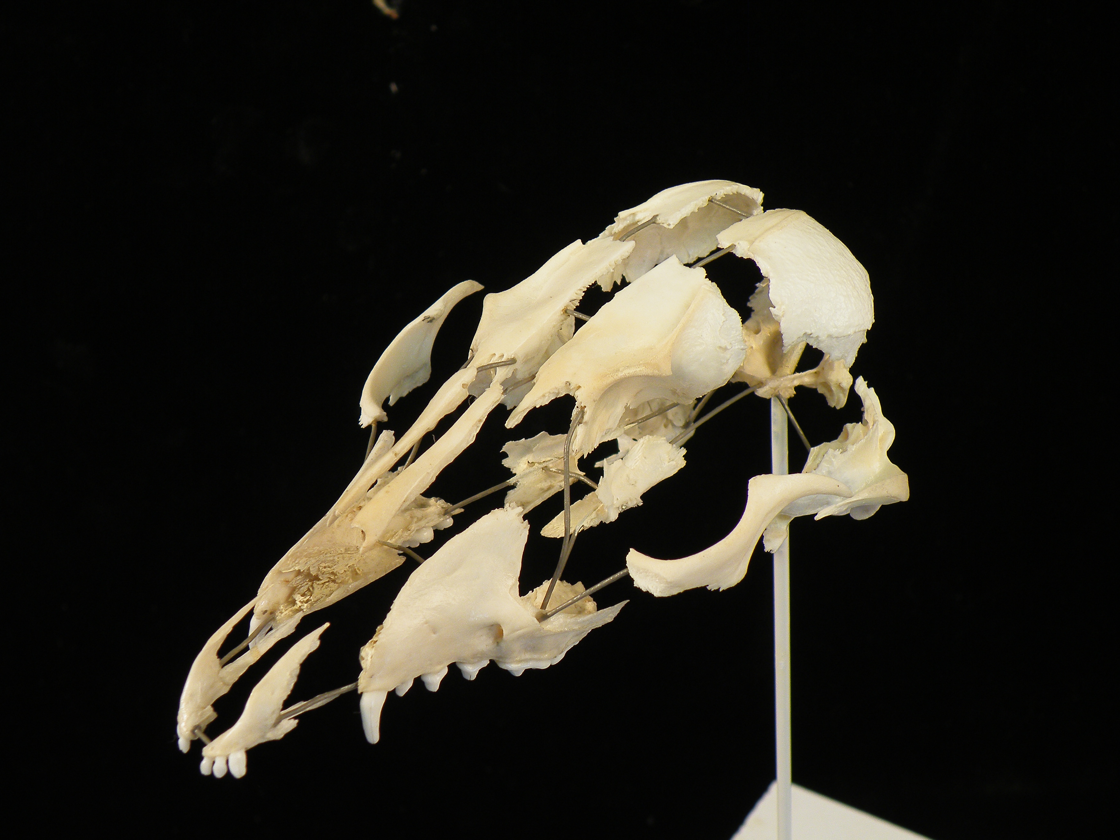 Pangaea Designs, Mammals