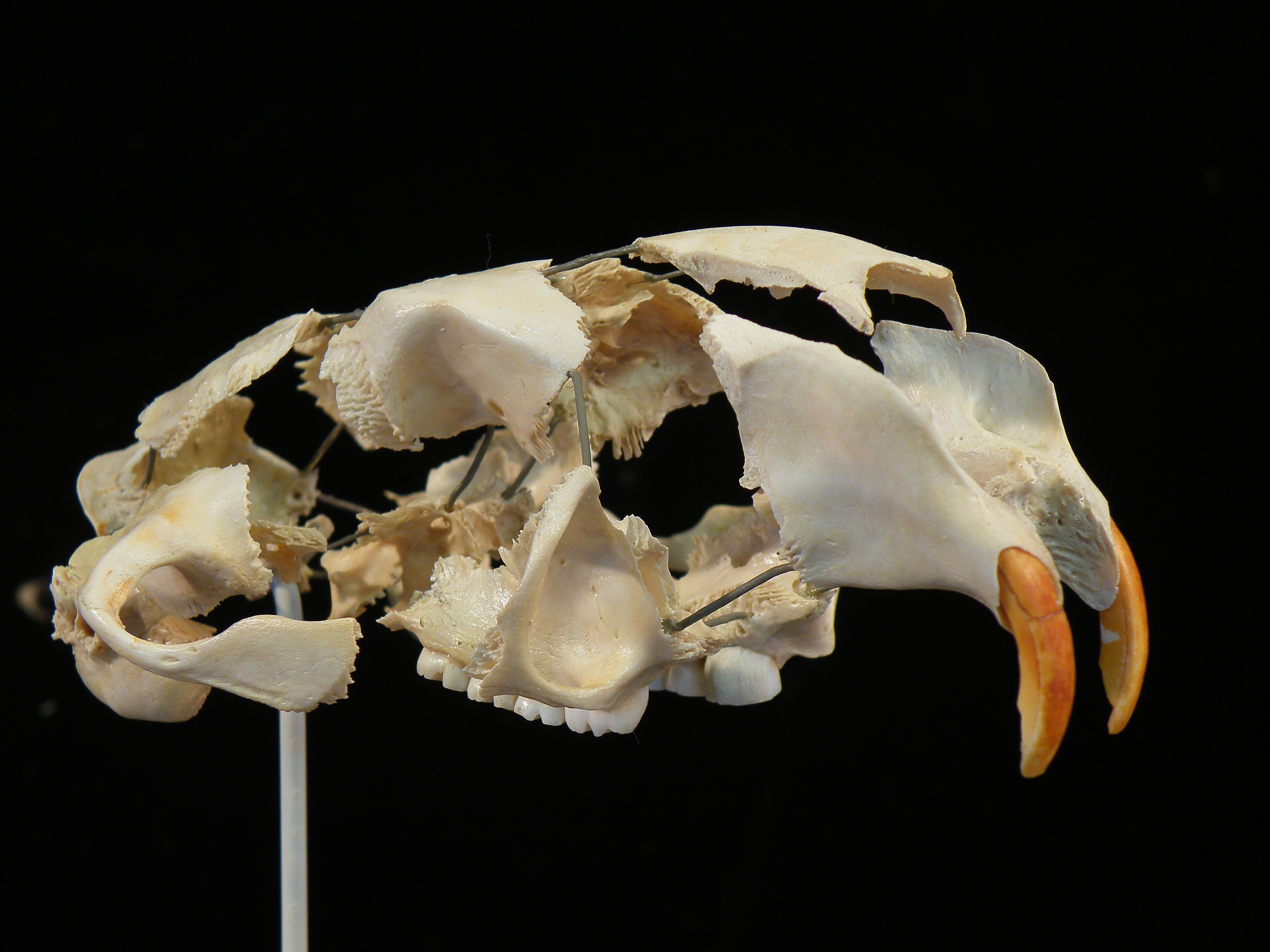 Pangaea Designs, Mammals