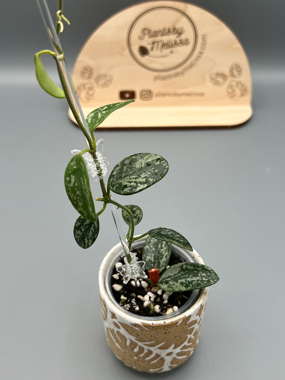 plantsbymelissa | plant shop