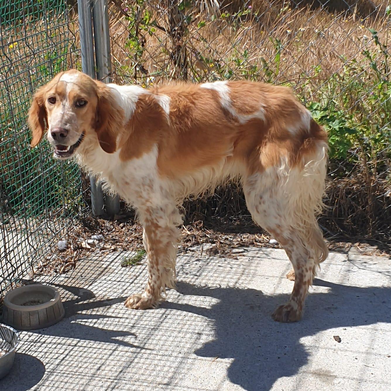 Home | Sporting Dog Rescue International