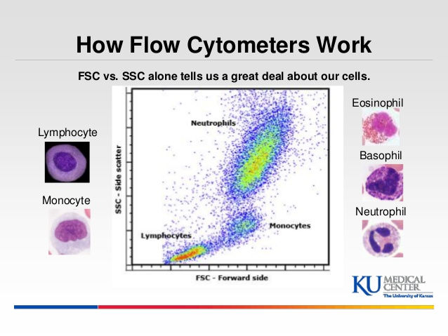 CELL IN FLOWCYTOMETRY