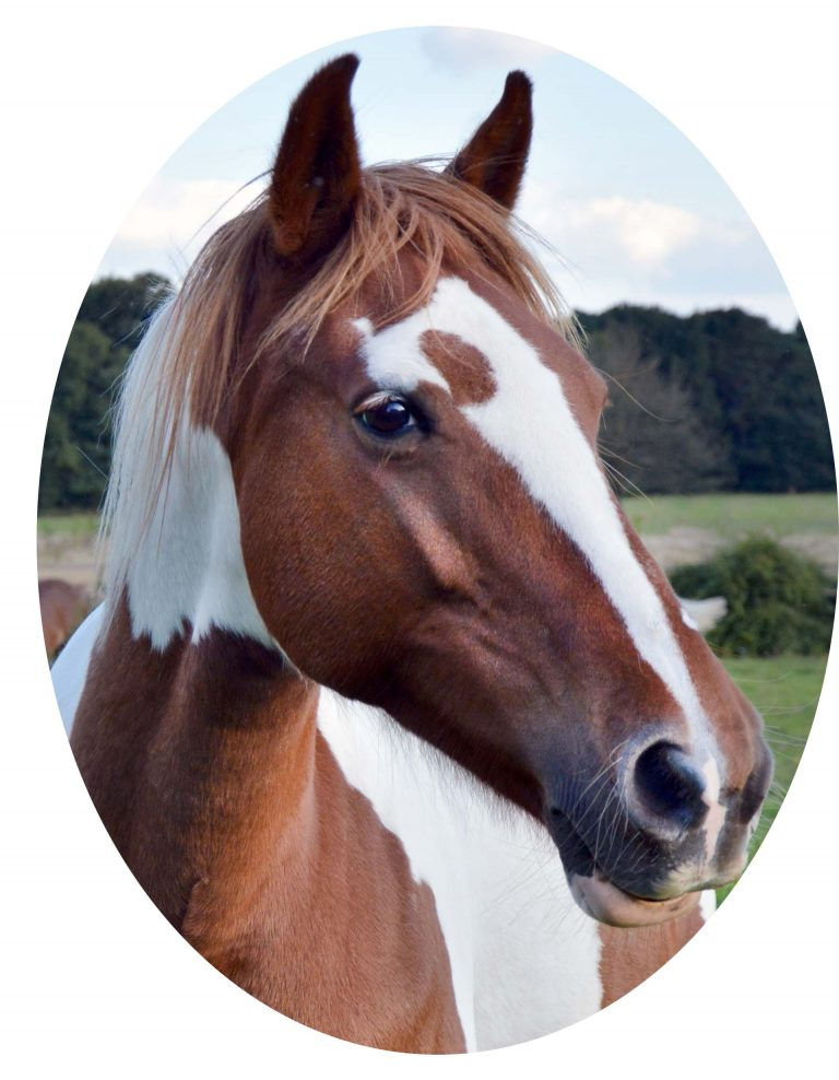 Home | Wythenshawe Park Riding Stables