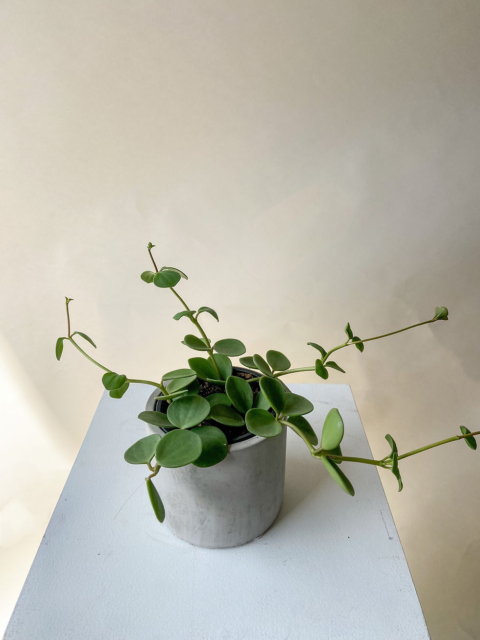 Peperomia Hope 4" | Plant Therapy.