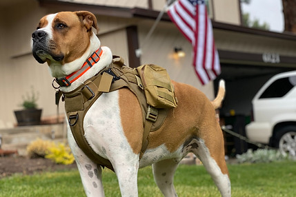 Mobility Assistance Dog | Bark of Duty