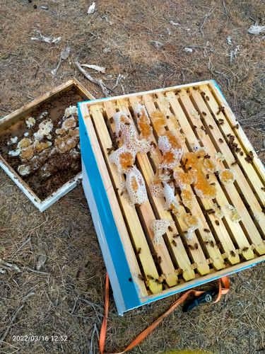 Full Depth Single Bee Hive for Sale with Bees & Queen