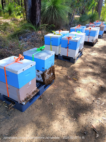 Complete Bee hives Packages | Perth ECO Beekeeping