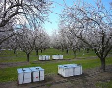 Bee Pollination Services | Perth ECO Beekeeping