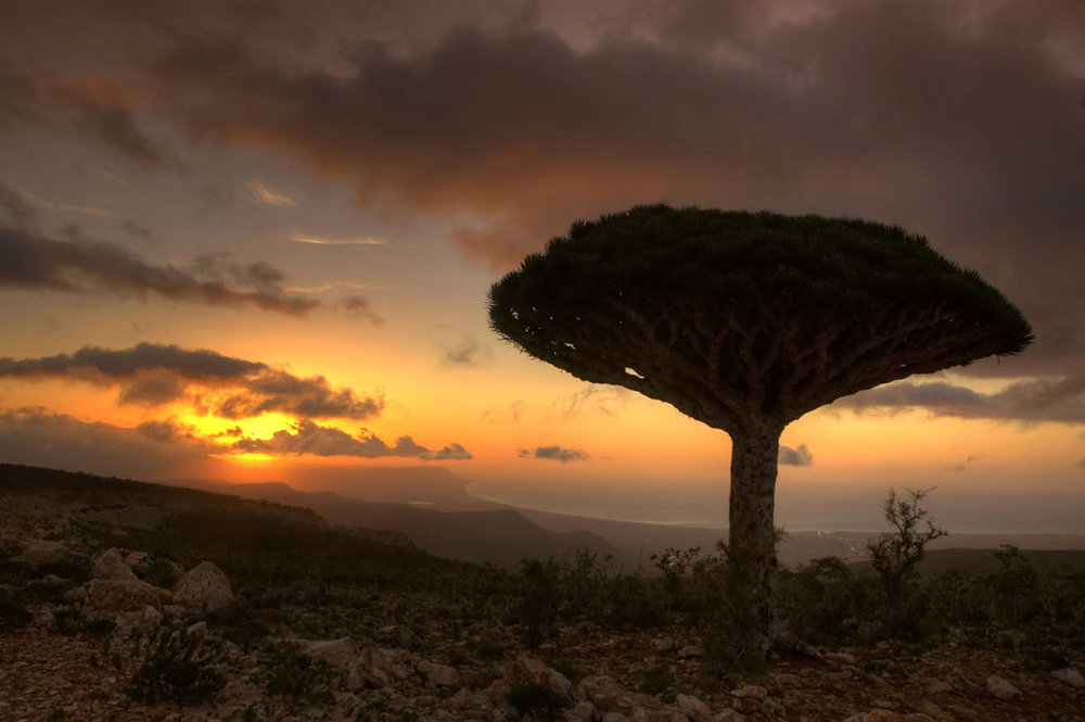 Socotra Island: An Epic Journey to an Enchanted Land