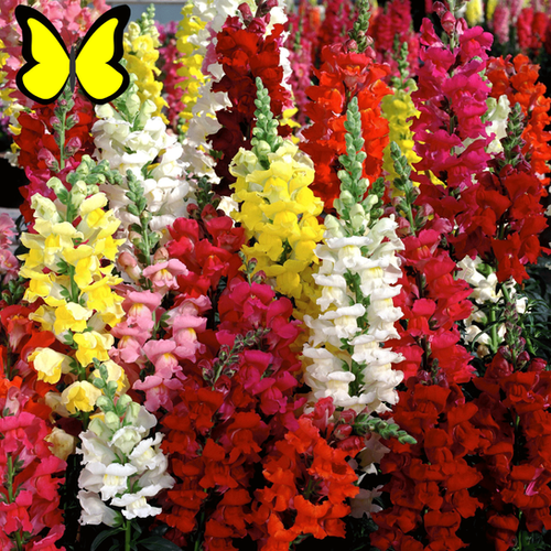 Snapdragons, Tall: Mixed Flat | stgilespto