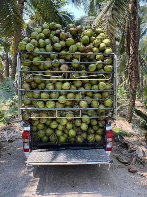 HOME | Thai Coconut Export | Offer the Best Price with Premium Coconuts ...