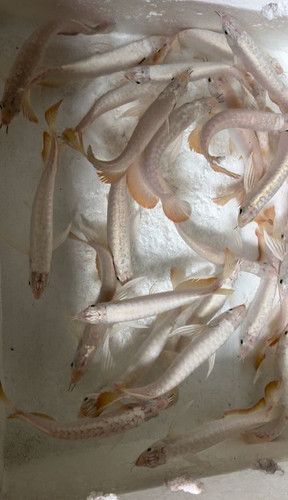 Malaysia Super High Back Arowana - SHB | Xinlong Arowana