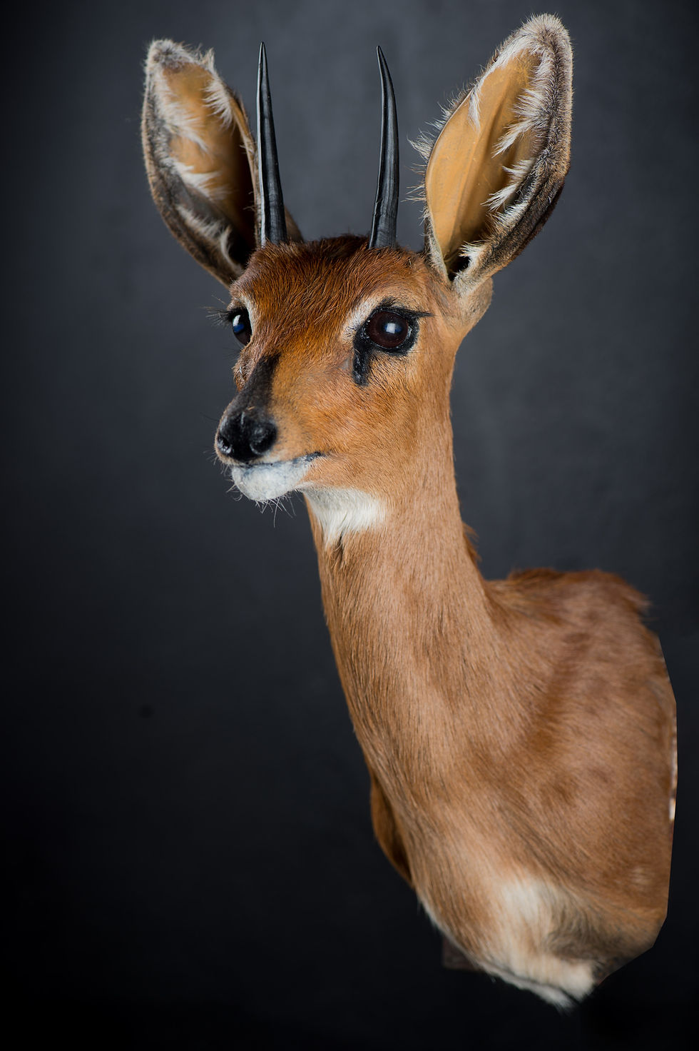 Steenbuck | AWA Taxidermy