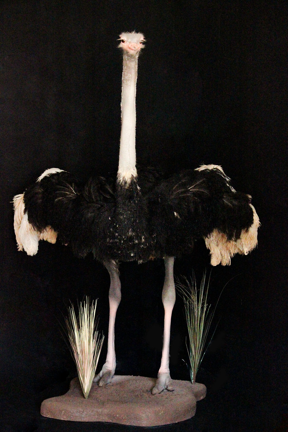 Ostrich | AWA Taxidermy