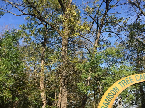Our Work | Samson Tree Care
