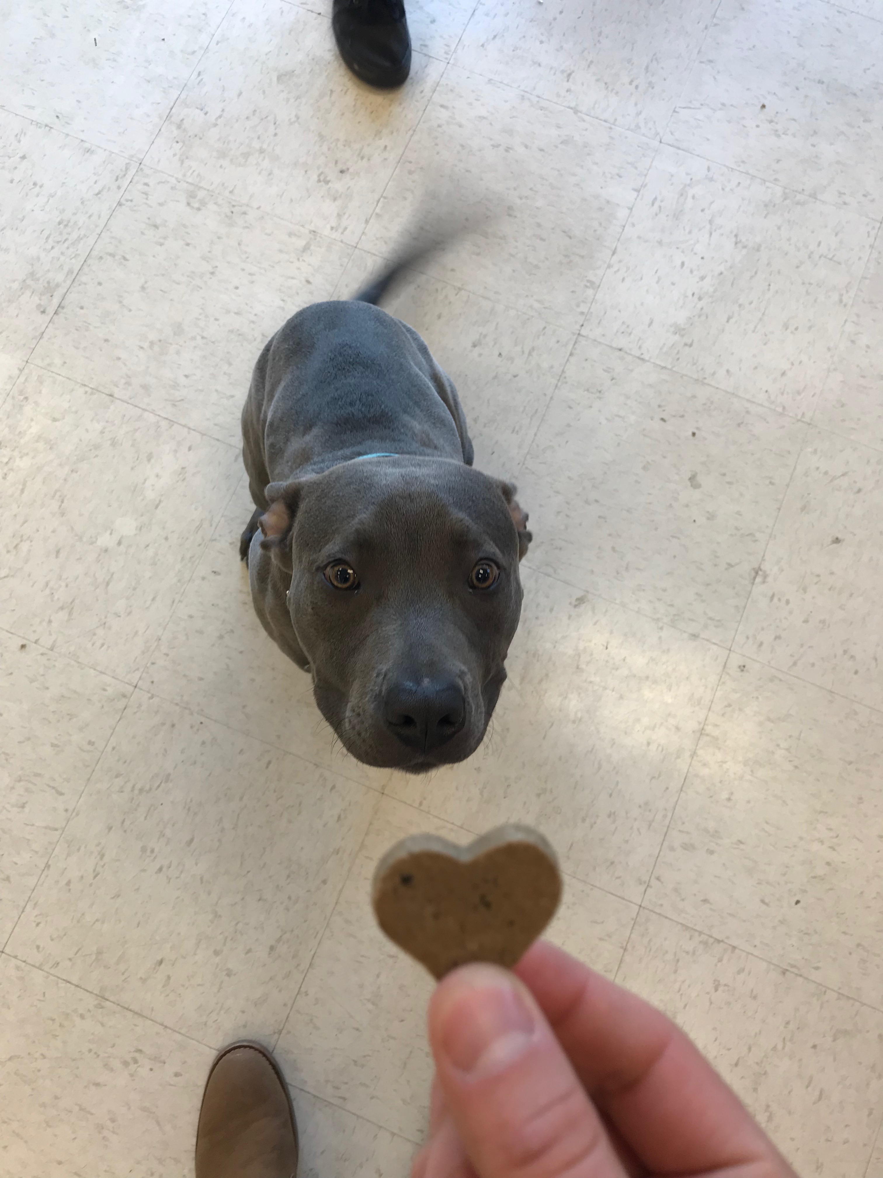 Hemp Supplements for Dogs | Denver | Earth Buddy Pet