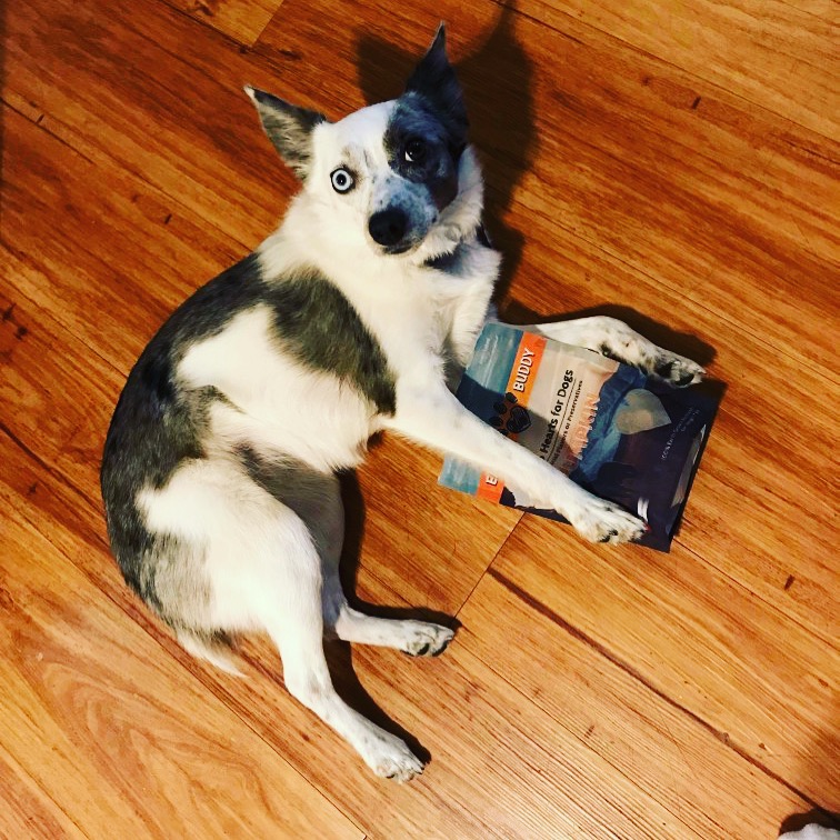 Hemp Supplements for Dogs | Denver | Earth Buddy Pet