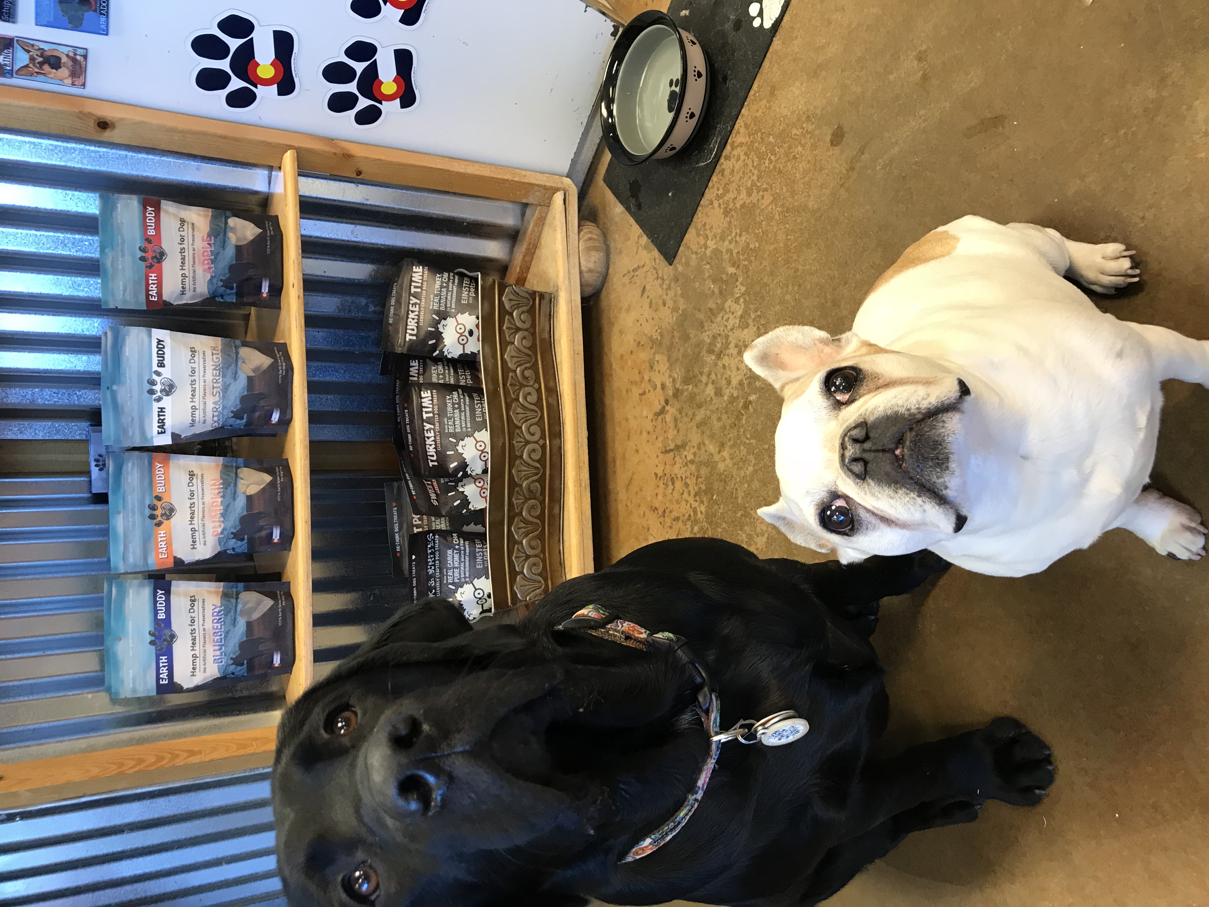 Hemp Supplements for Dogs | Denver | Earth Buddy Pet