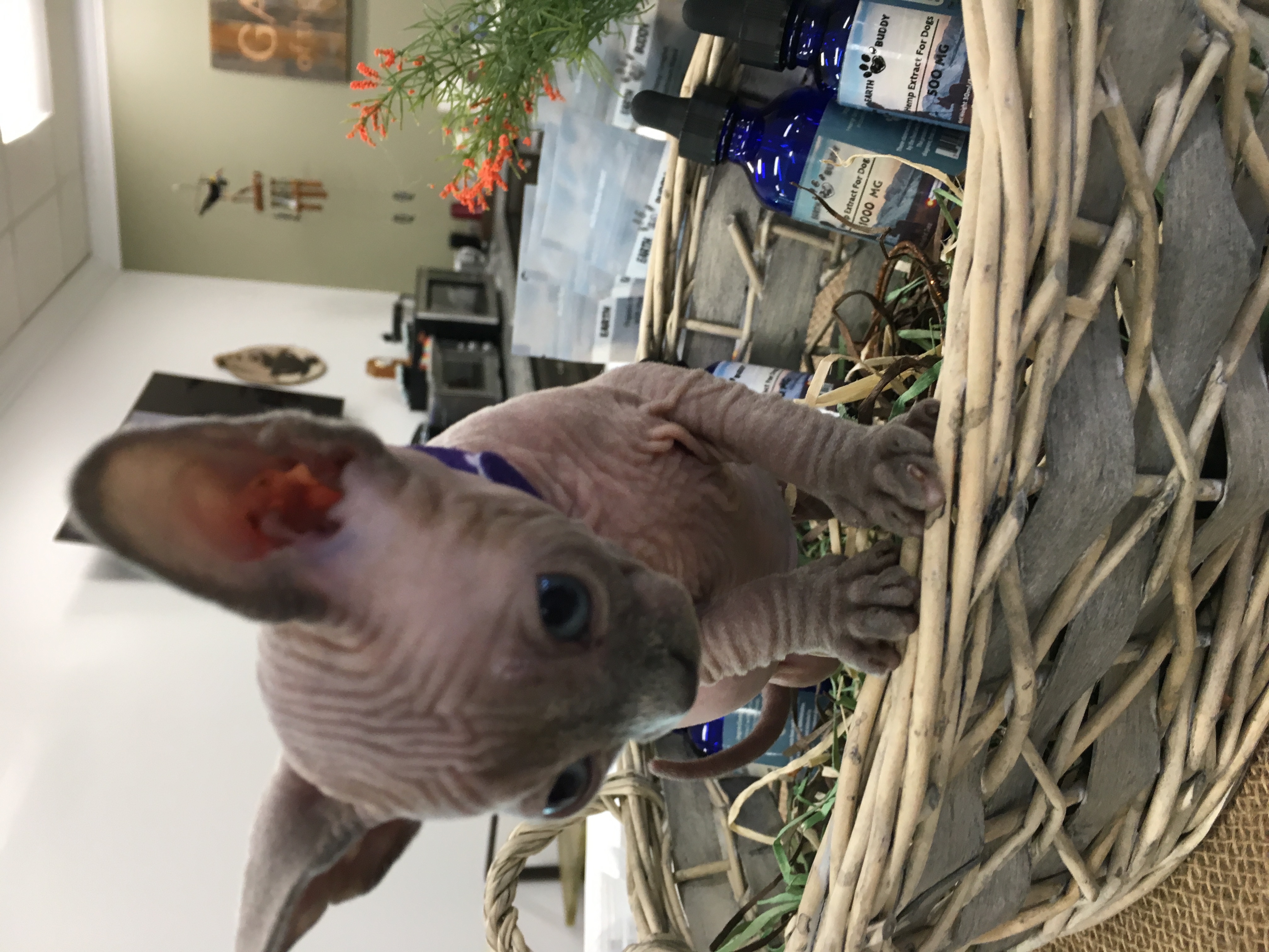 Hemp Supplements for Dogs | Denver | Earth Buddy Pet