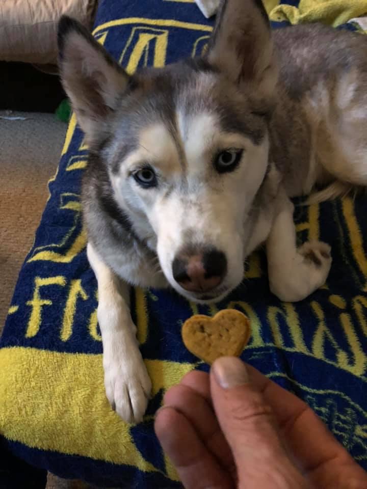 Hemp Supplements for Dogs | Denver | Earth Buddy Pet