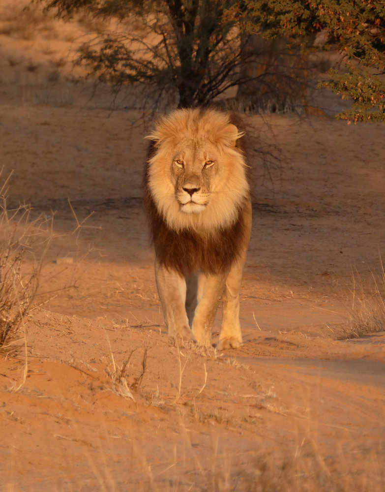 The lions of Rooiputs